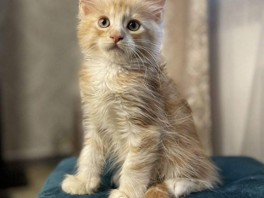 Мейн кун котик красный