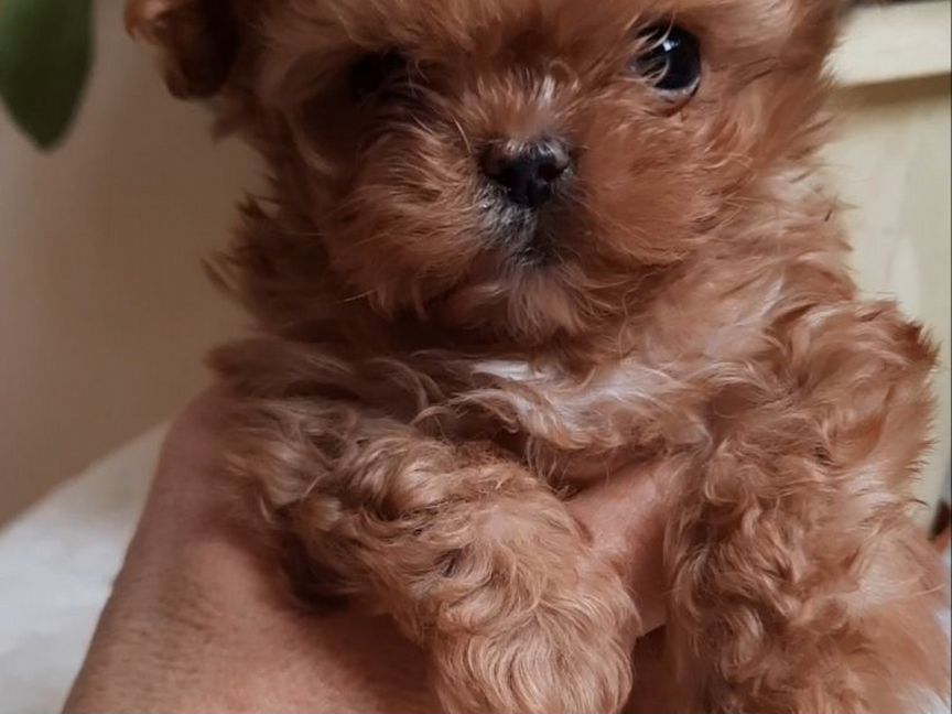 Микро мальчик