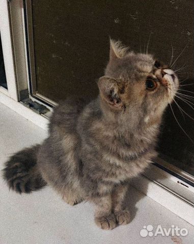 Экзотическая кошка