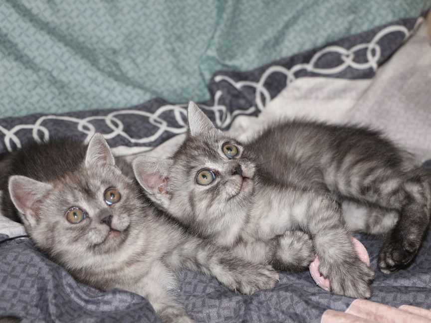 Шотландские котята