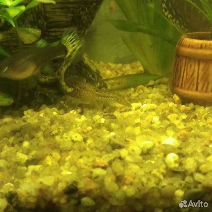 Аквариумные мраморные рачки