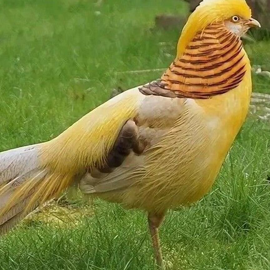 Лимонный фазан. Самец