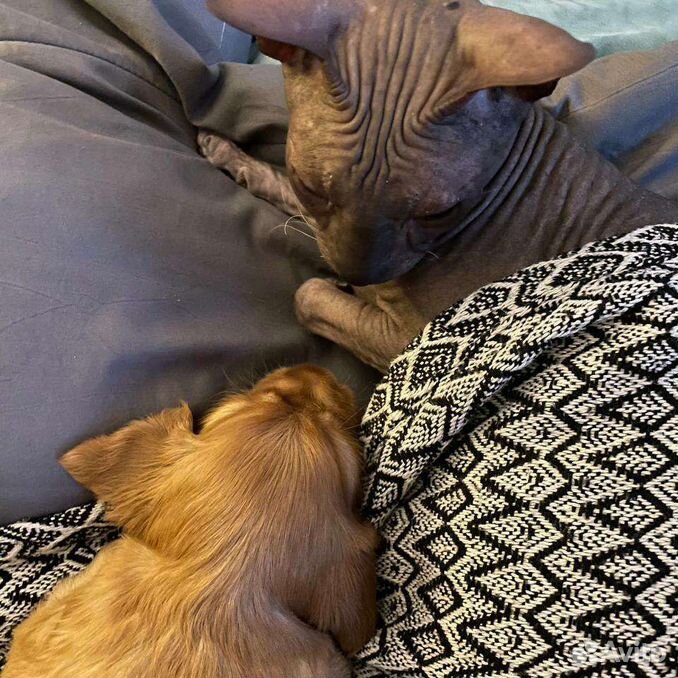 Щенок англиский кокер спаниель