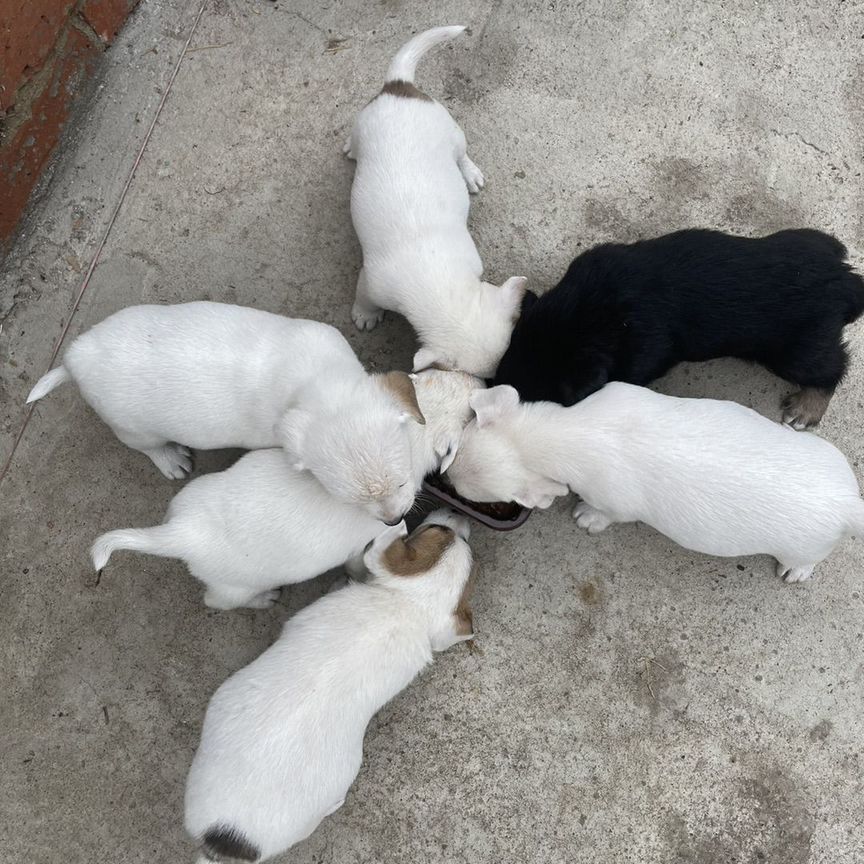 Две девочки белые остались, отдам в добрые руки