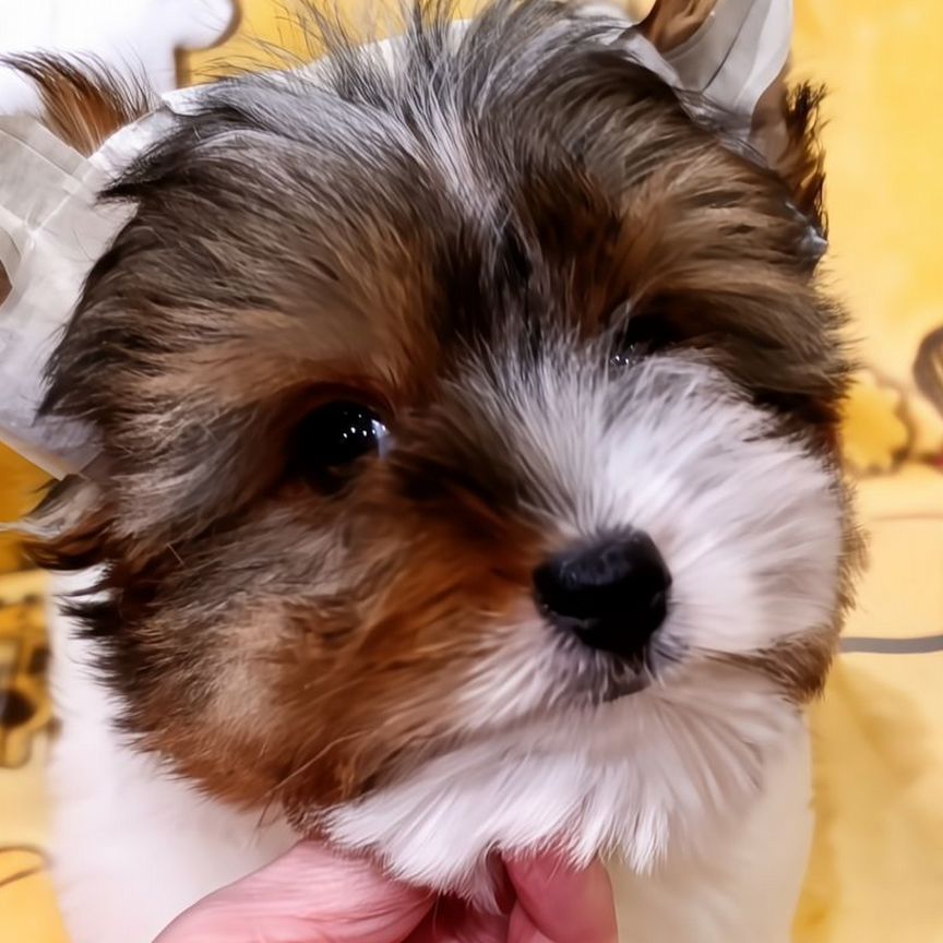 Бивер-йоркширский терьер, щенок