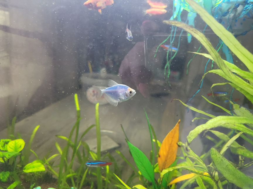 Рыбки разные в аквариум много
