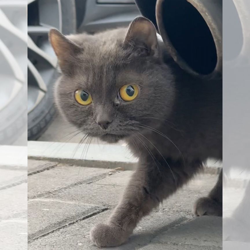 Британский короткошёрстный котёнок