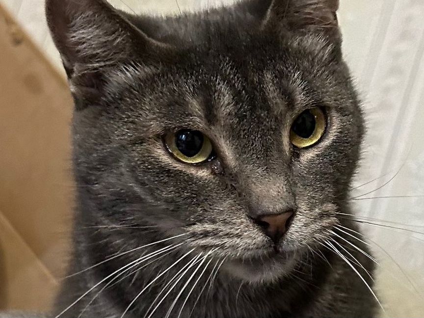 Косенькая дымчатая умная кошечка ищет передержку