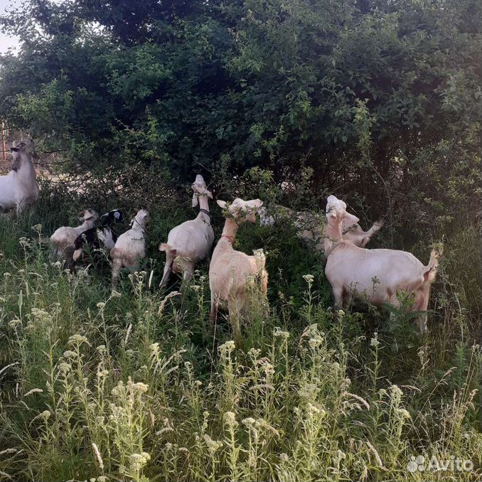 Коза с козлятами