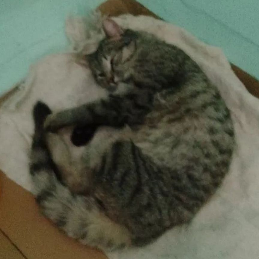 Взрослый кот в добрые руки