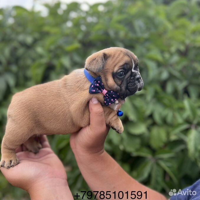 Тостопопая плюшка