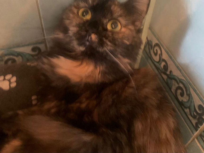 Кошечка Кисси