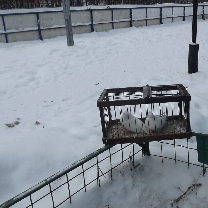 Голубь домашние