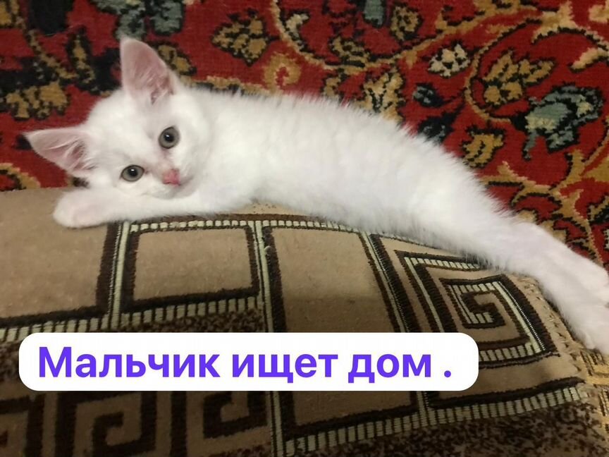 Котенок в добрые руки