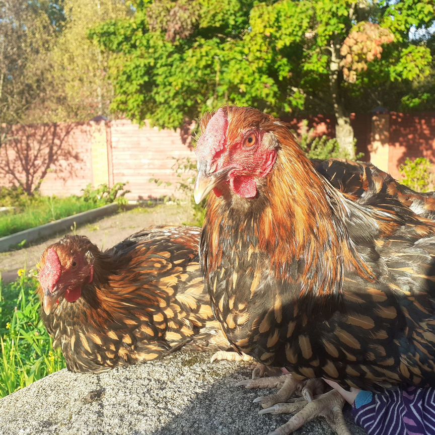 Породистые петухи бесплатно