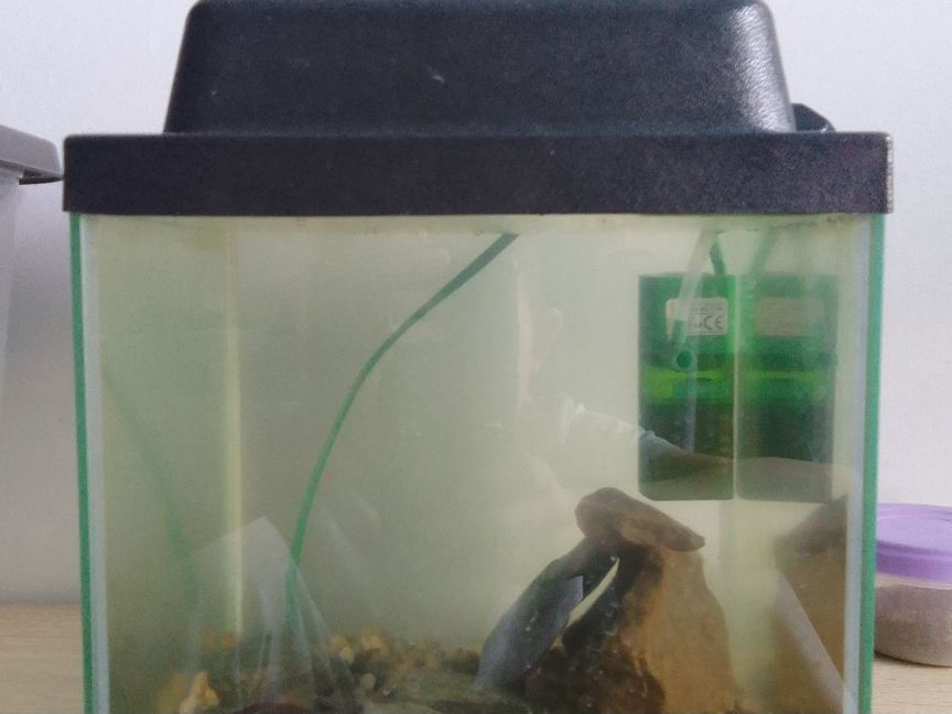 Аквариум с сомиком