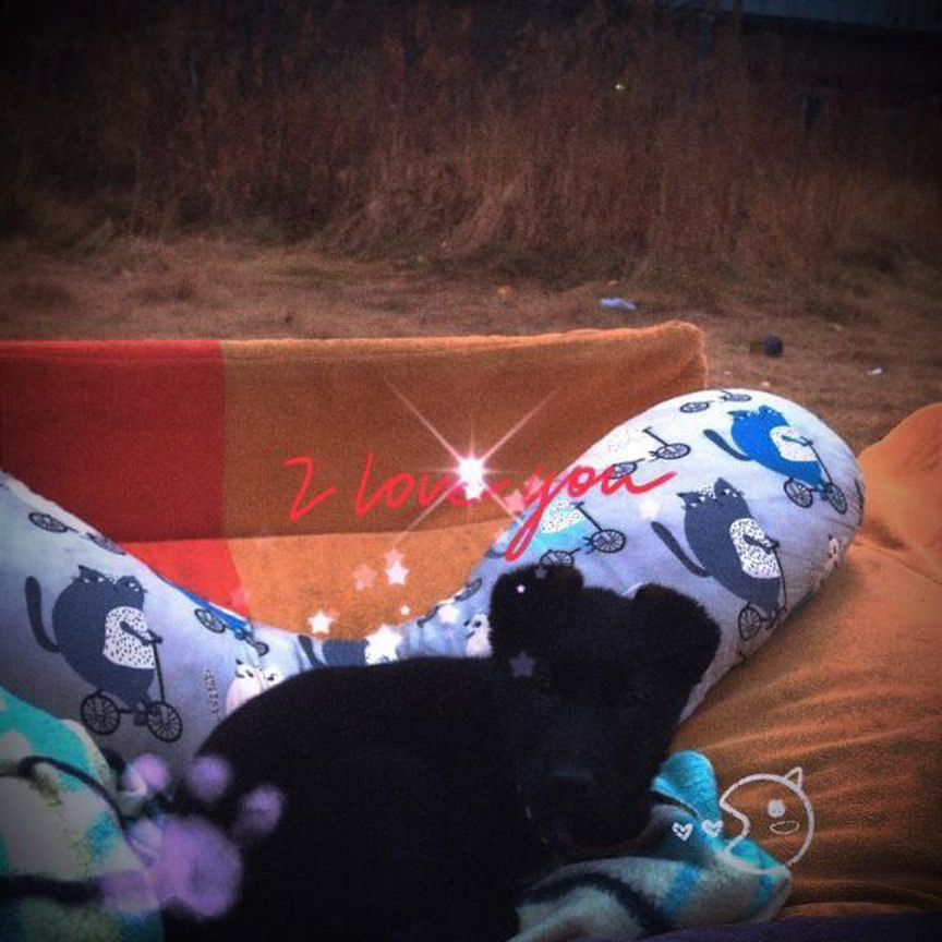 Собака в добрые руки