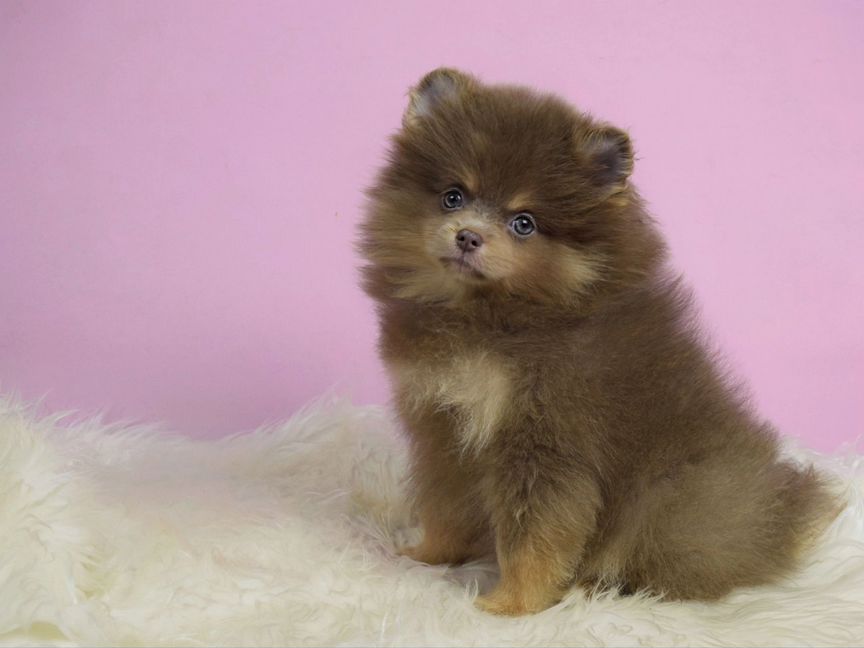 Шпиц редкого окраса лиловый с подпалом