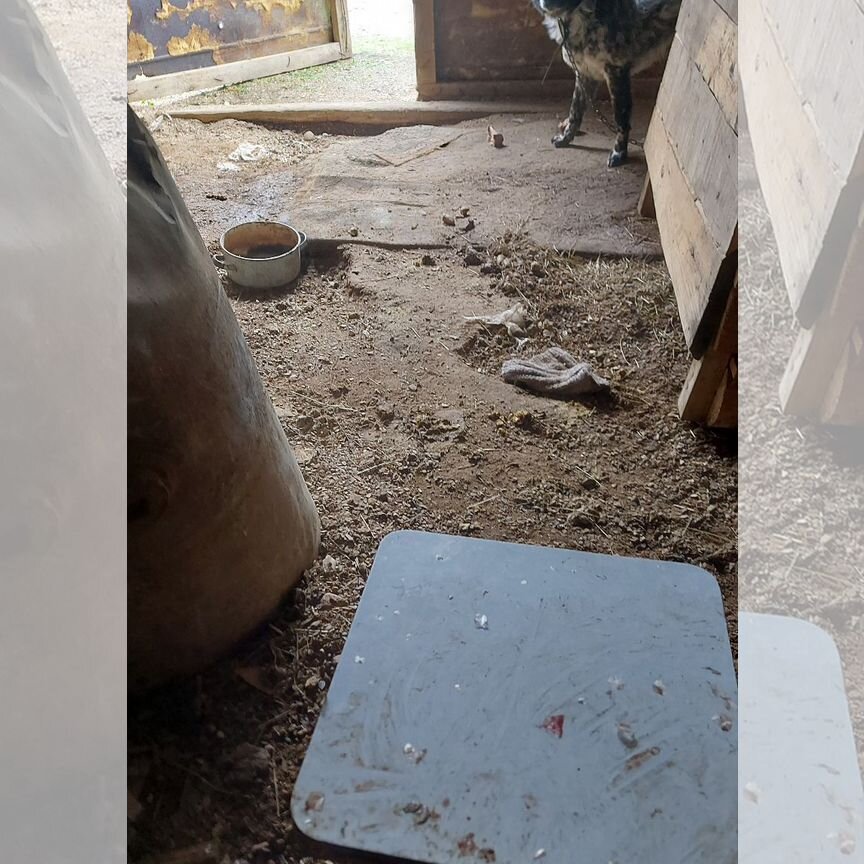 Собака в добрые руки отдам бесплатно