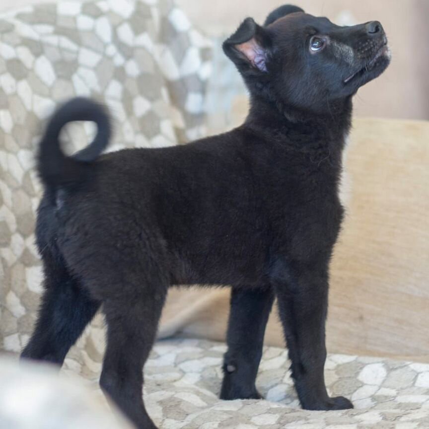 Чёрный щенок, мальчик