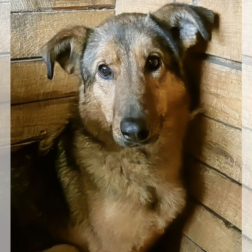 Взрослая собака в добрые руки