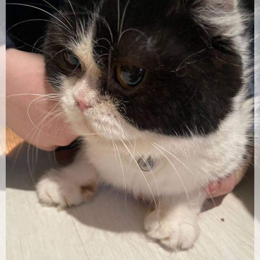 Шотландский вислоухий длинношёрстный кот, взрослый