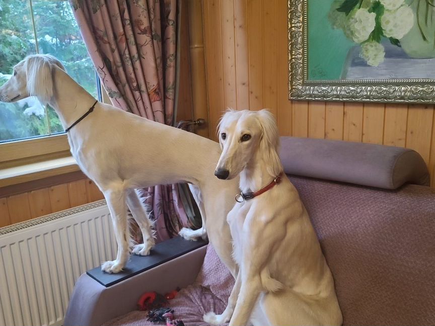 Персидские борзые Салюки для киносъемок, фото