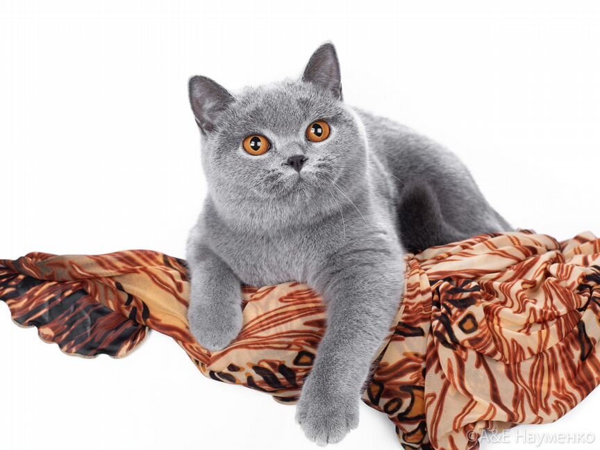 Британская голубая кошка