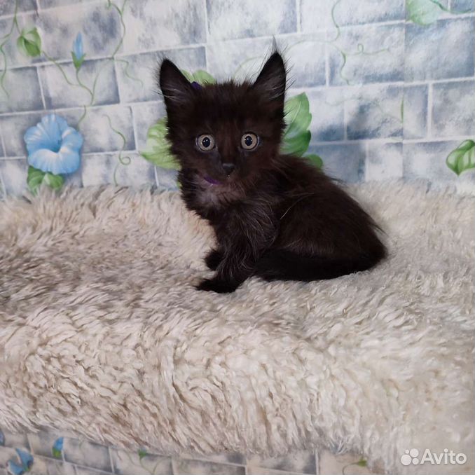 Махонький котенок мал, 1.5мес