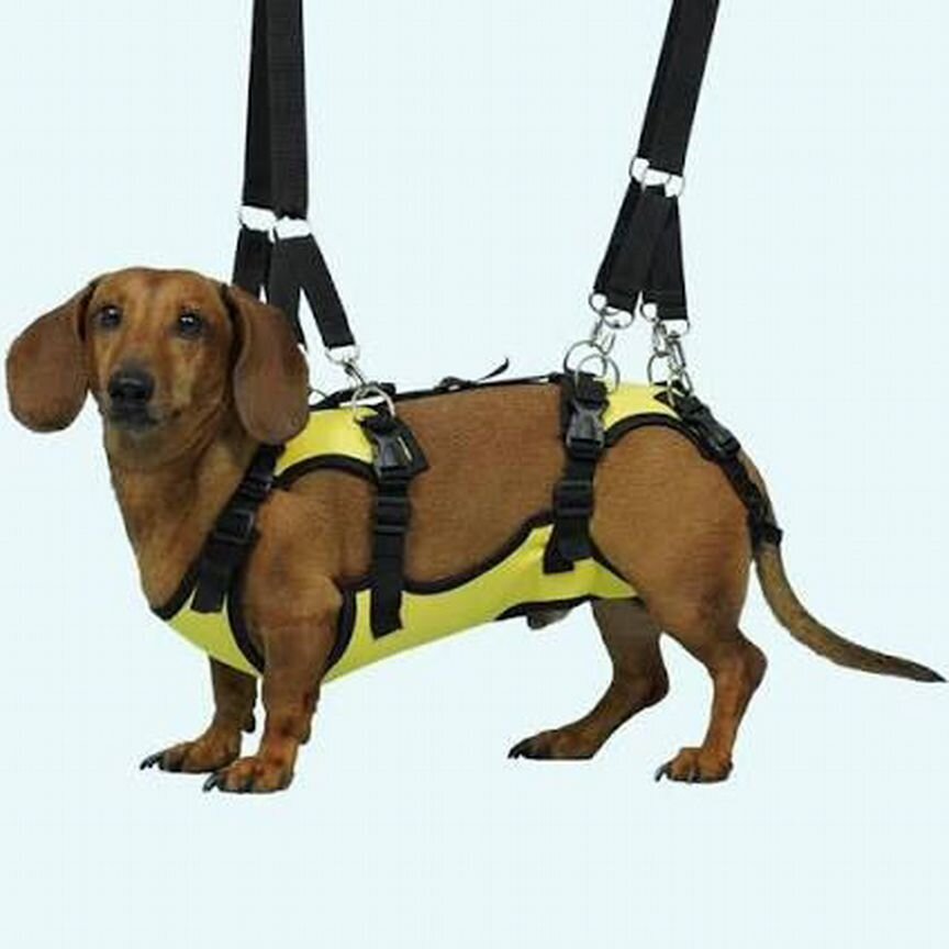 Полная поддержка для питомцев veda