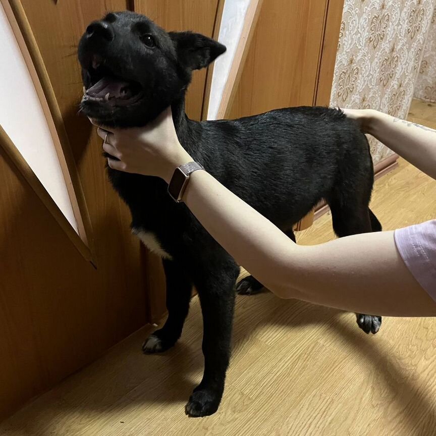 Щенок в добрые руки