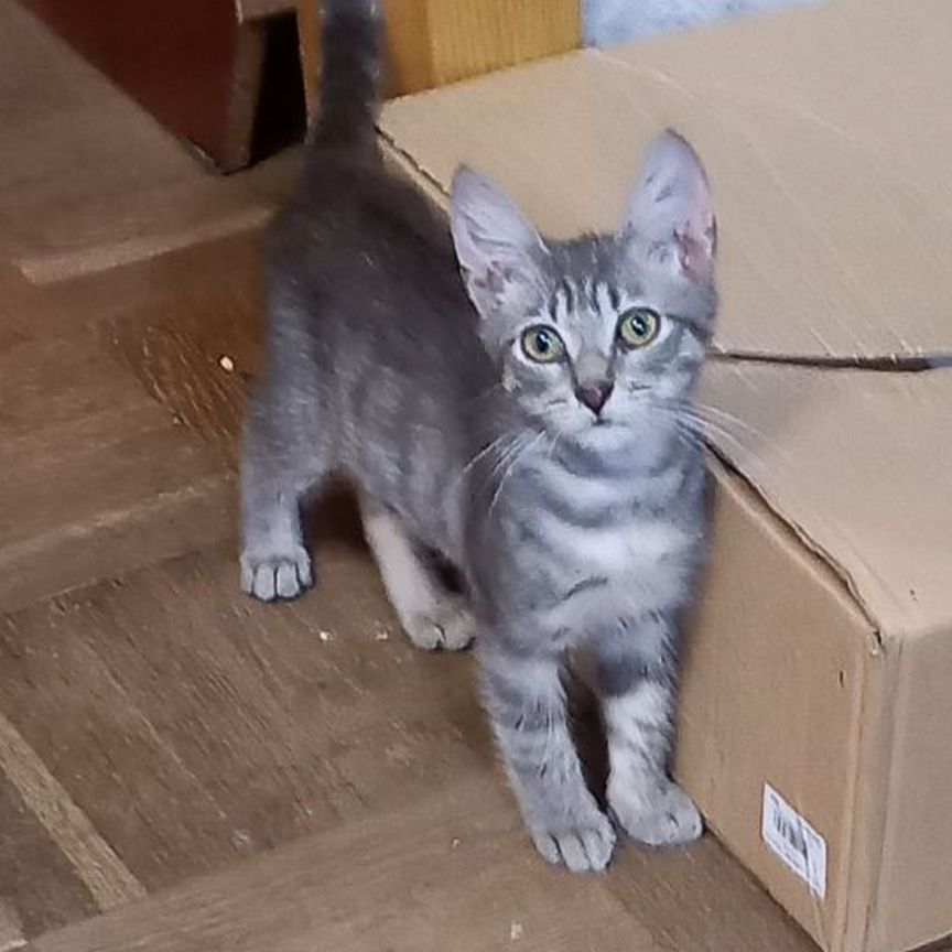 Котенок