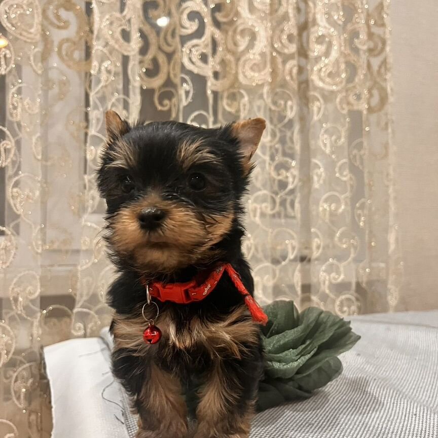 Йоркширский терьер