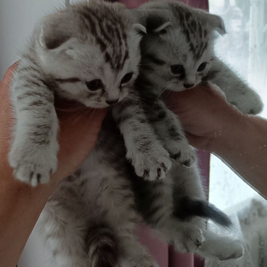 Шотландский вислоухий короткошёрстный котёнок