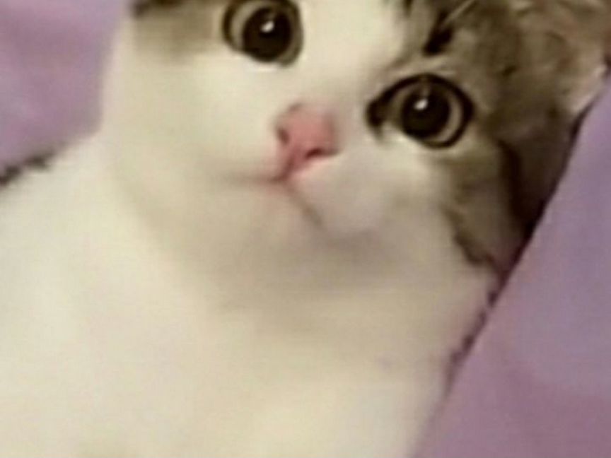 Кошечка подросток