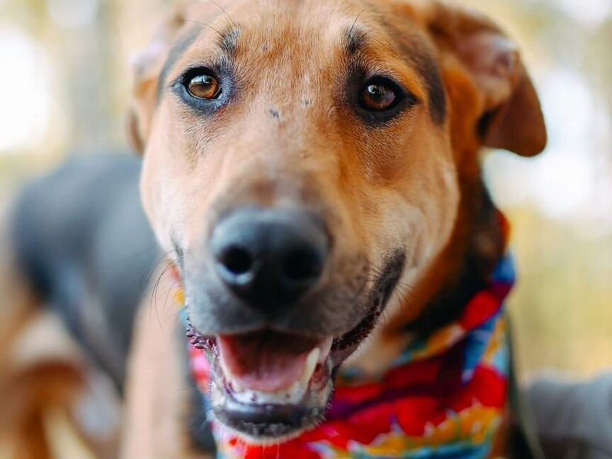 Собака в добрые руки отдам бесплатно