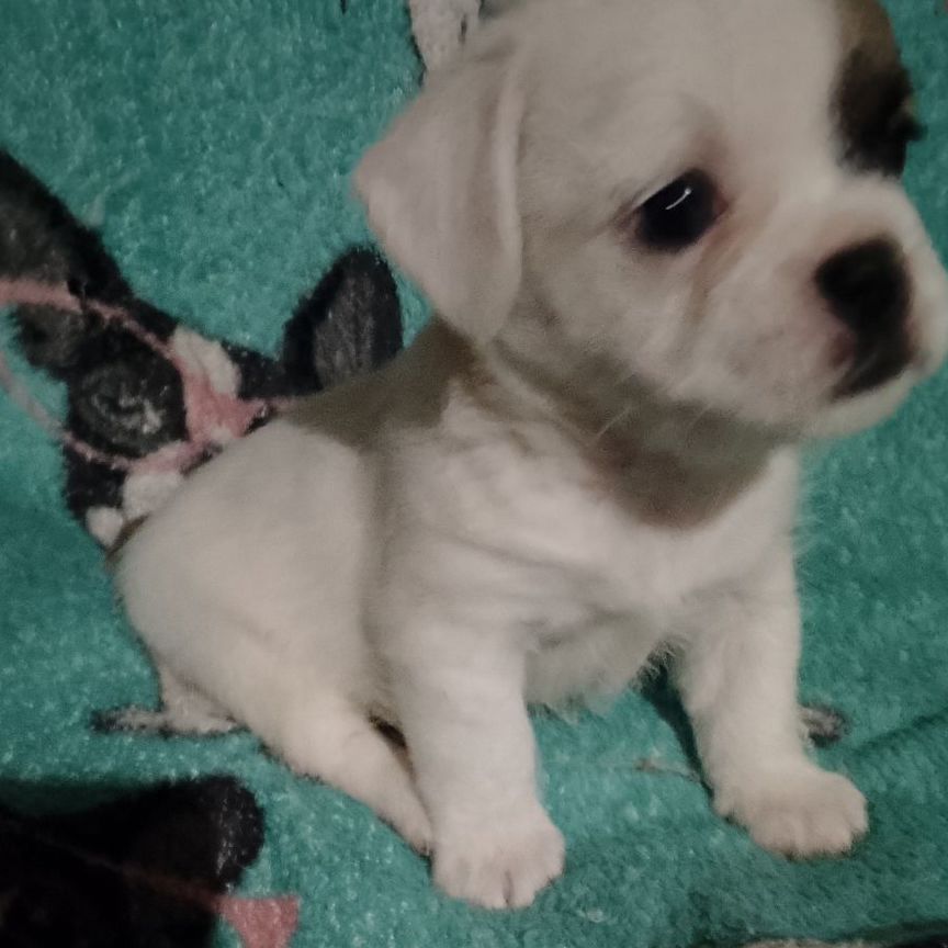 Французский бульдог, щенок