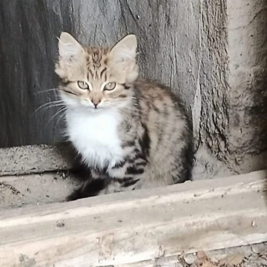 Маленькая кошечка нуждается в доме