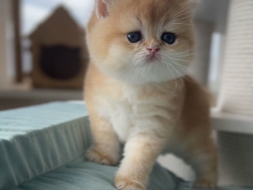 Британский котенок золотого окраса