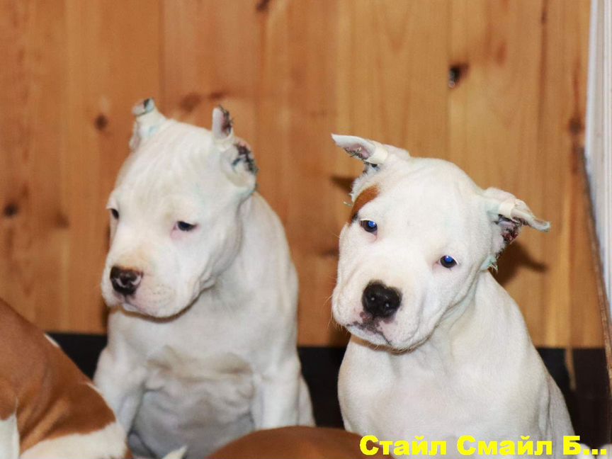 Щенки амстаффа, пет-класса, питомник