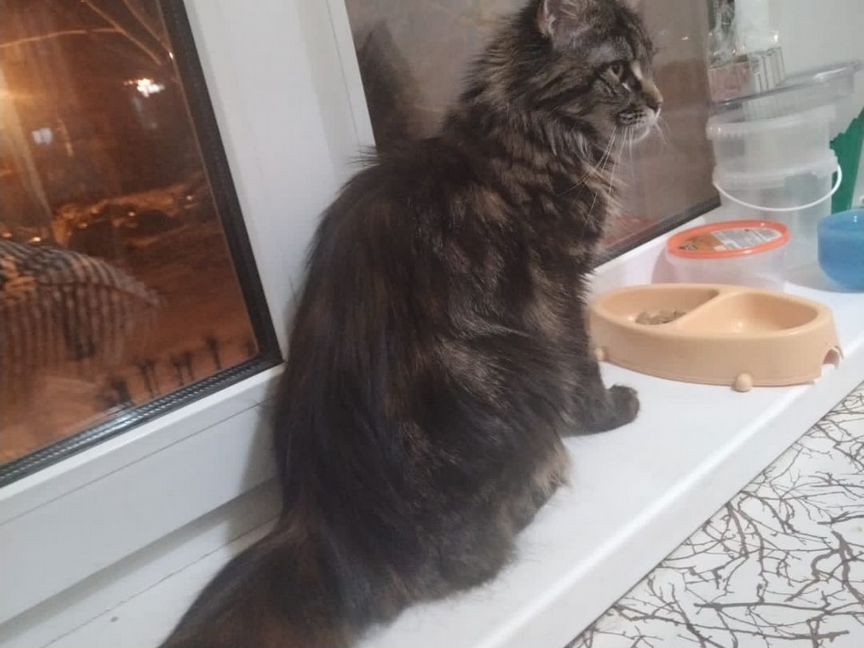 Котята мейн-кун