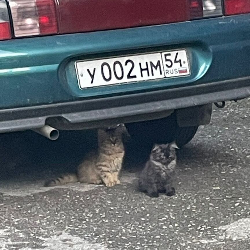 Очень красивые котята