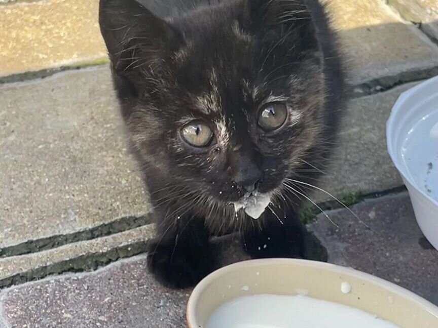 Маленький котенок под машинами