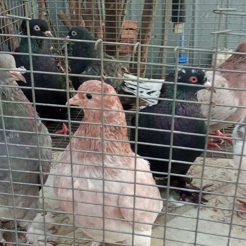 Продажа бакинских голубей