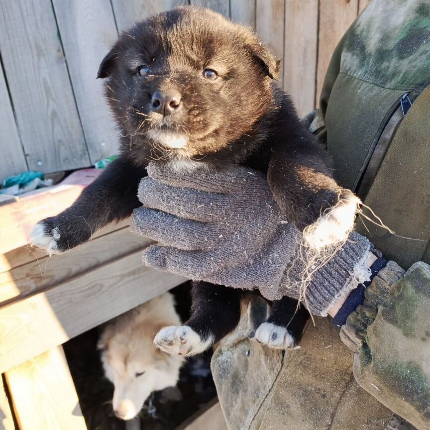 Щенки Маломут