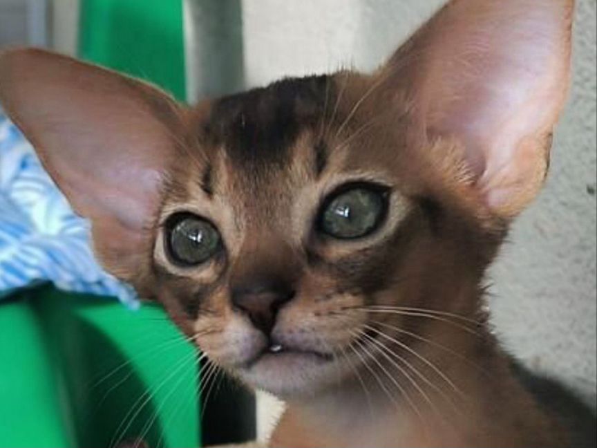 Абиссинский котёнок из Kingdomaby