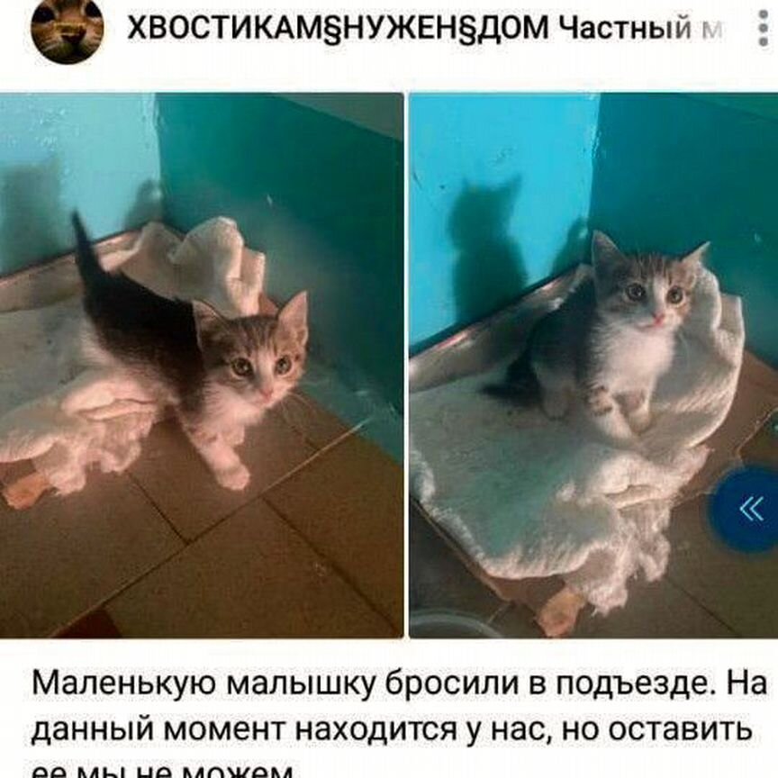 Котята