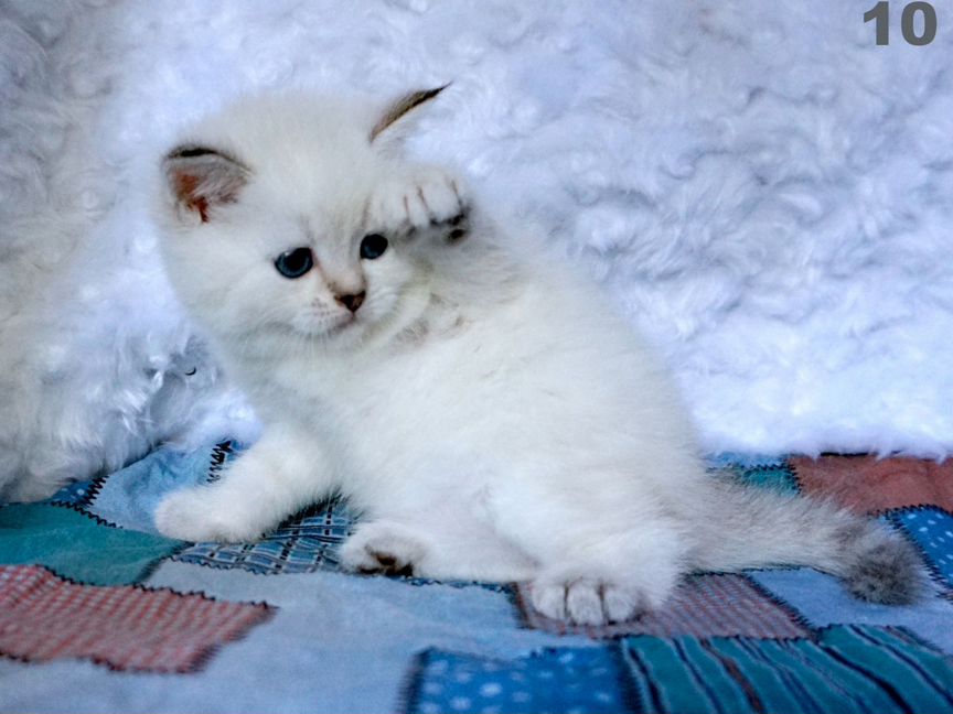 Котята Скифы