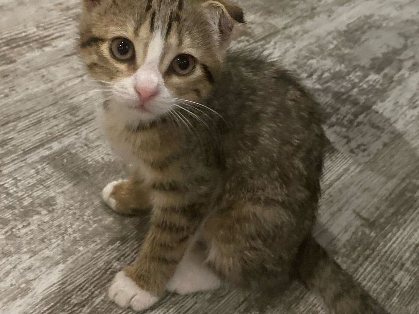 Отдам бесплатно котенка девочку 3 месяца