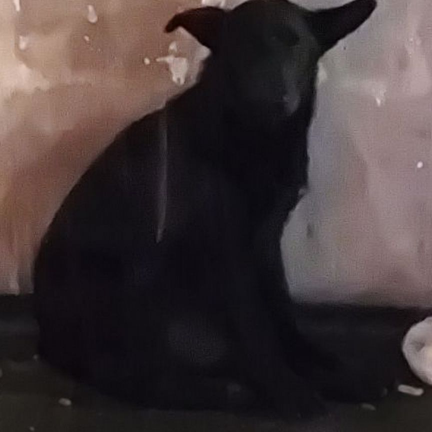 Щенок в добрые руки